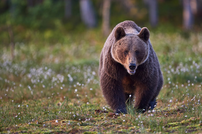 FACE | Fatal incidents involving brown bears in Europe