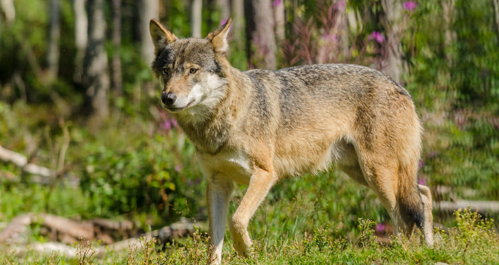 FACE | Large Carnivores FACE | Large Carnivores
