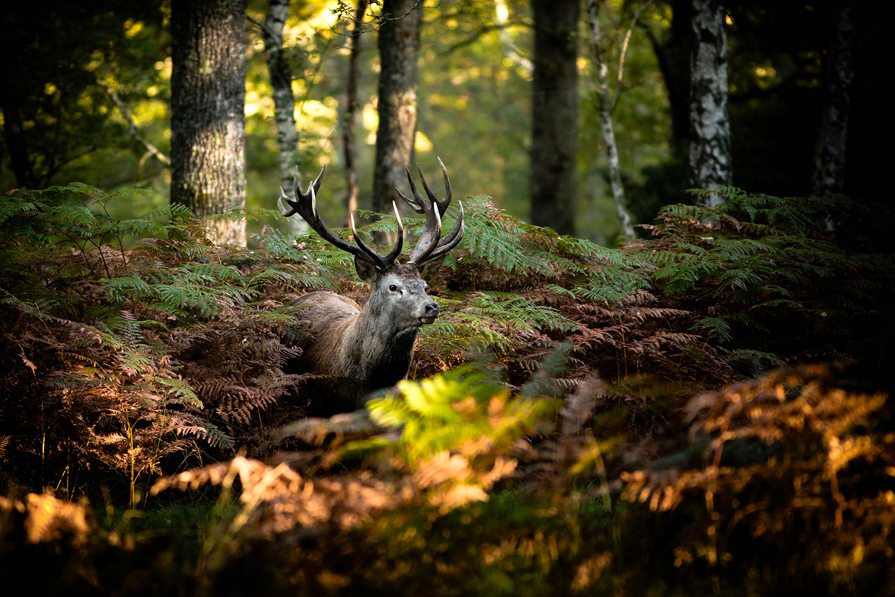 FACE | European Hunters’ Conference 2021 – OWN Expo, Budapest