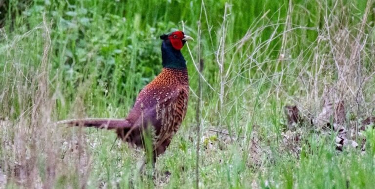 FACE | Saving Greece’s native Pheasant – BDM Project of the Month ...