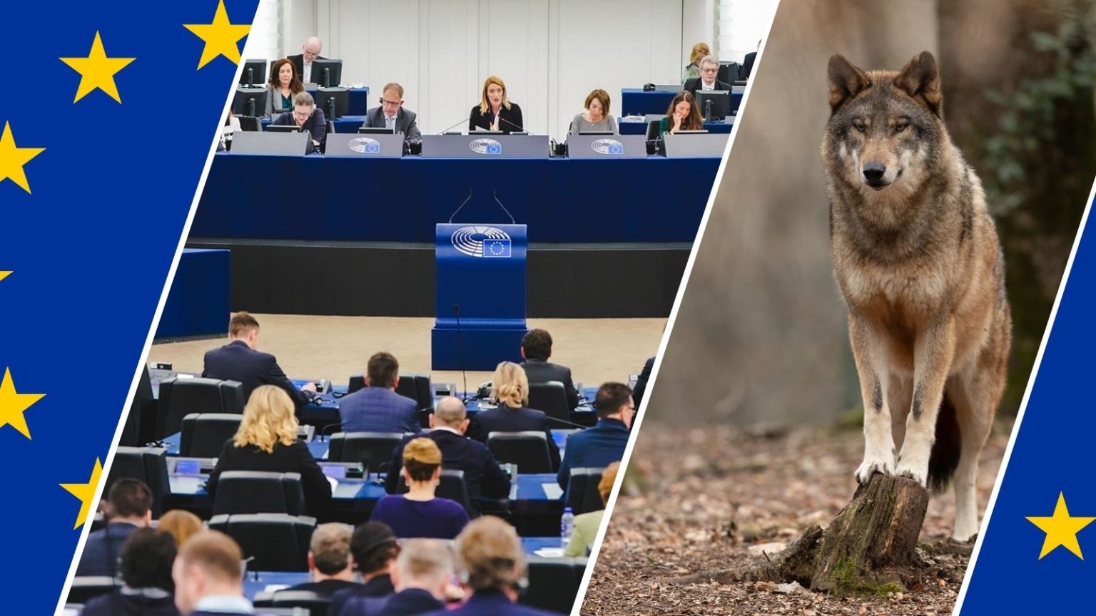 FACE | European Parliament Confirms Greater Flexibility in Wolf ...