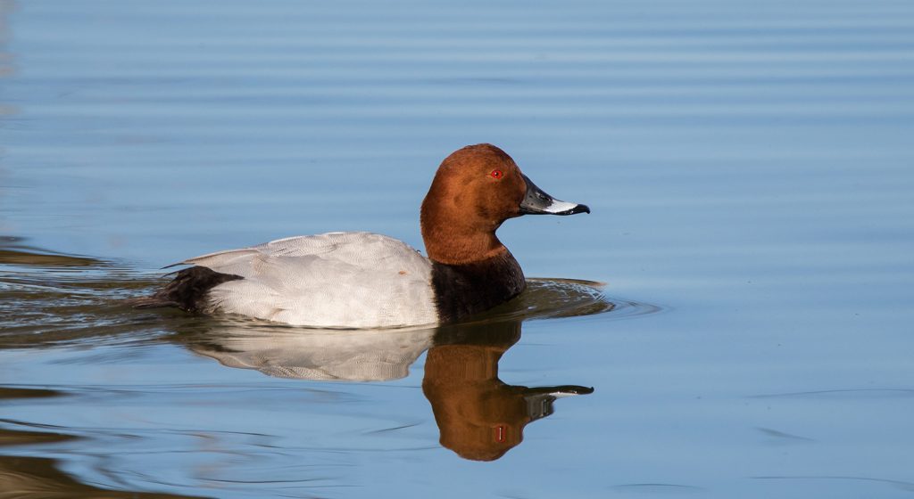 FACE | Migratory Bird Hunting and Adaptive Harvest Management