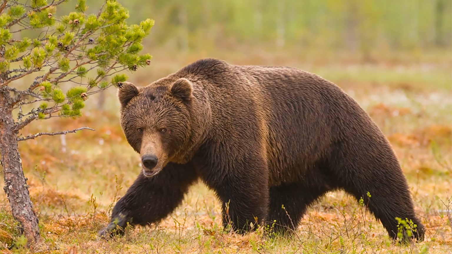 FACE | Coordinated Approach to Bear Management